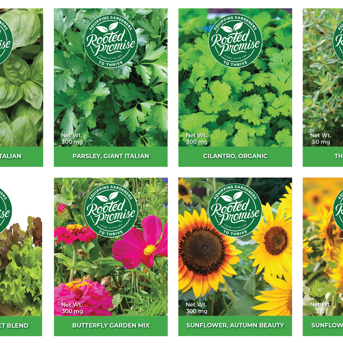 Seeds – Rooted Promise