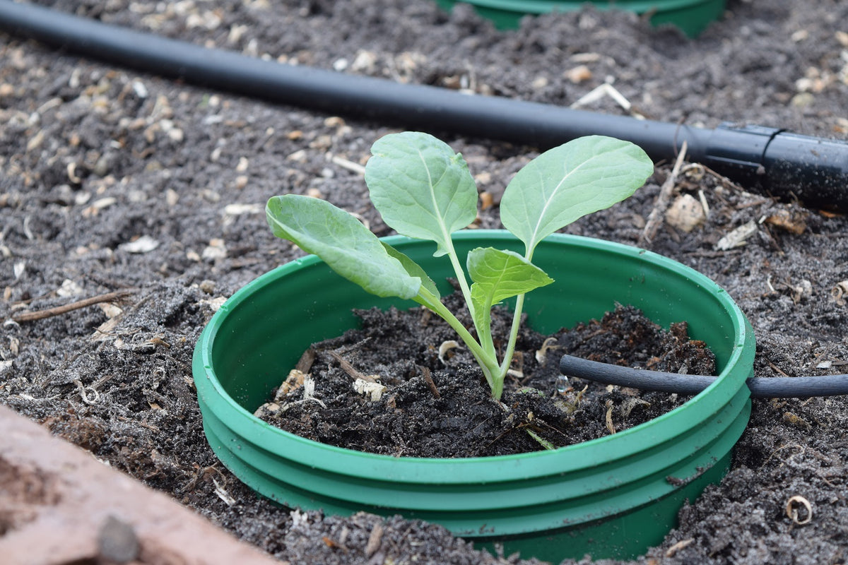 Grow Rings, 7 inches, Green - 6 Pack – Rooted Promise