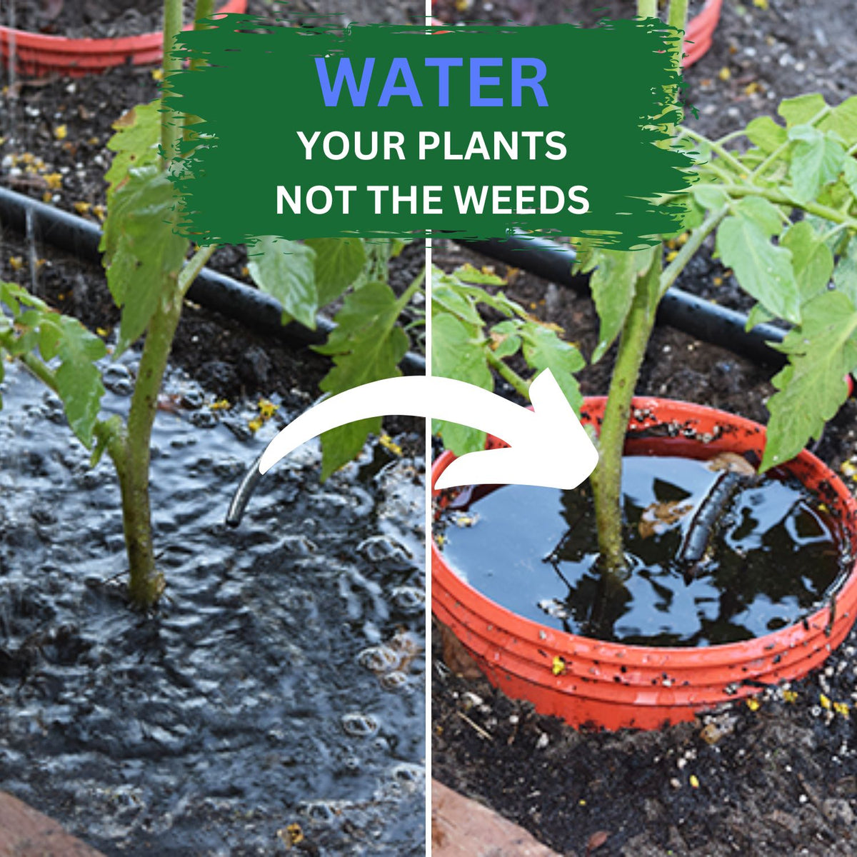 Grow Rings, 7 inches, Yellow - 6 Pack – Rooted Promise