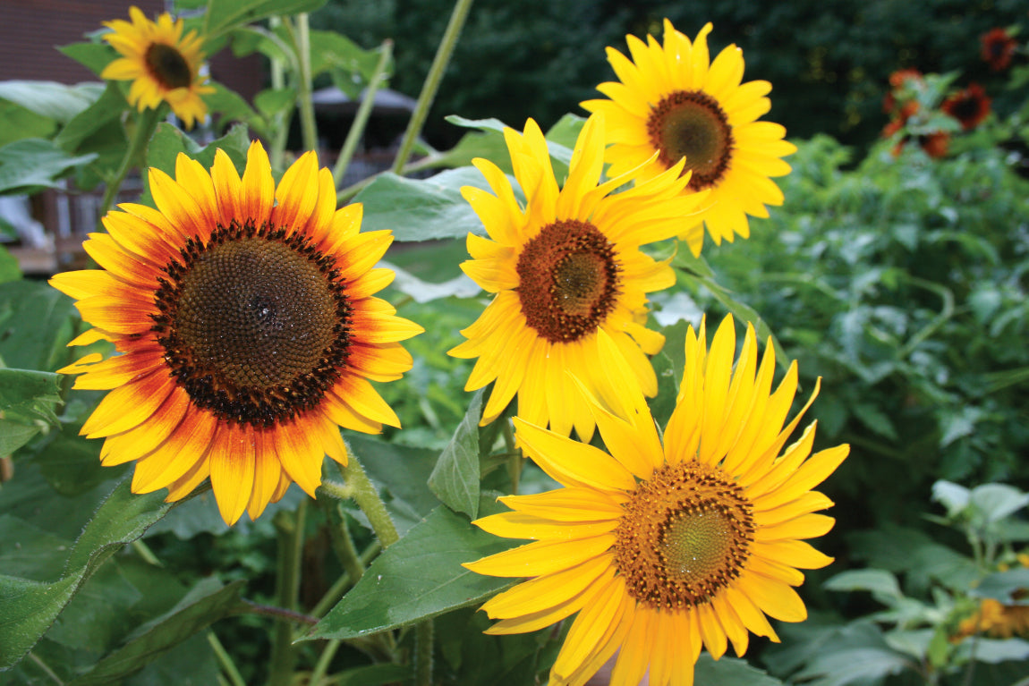 Flower Mix – Rooted Promise